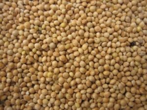 Milho Alvo Amarelo - Canto Alegre - AlvercaZoo - PetShop