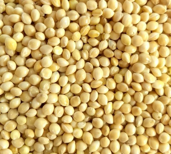 Milho Alvo Branco - Canto Alegre | AlvercaZoo - PetShop