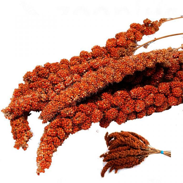 Milho Alvo Vermelho em Cacho 1Kg - Versele-Laga - Alverca Zoo - Loja Online